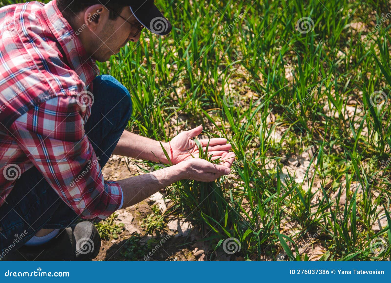 A Man Farmer Checks How Wheat Grows in the Field. Selective Focus Stock ...