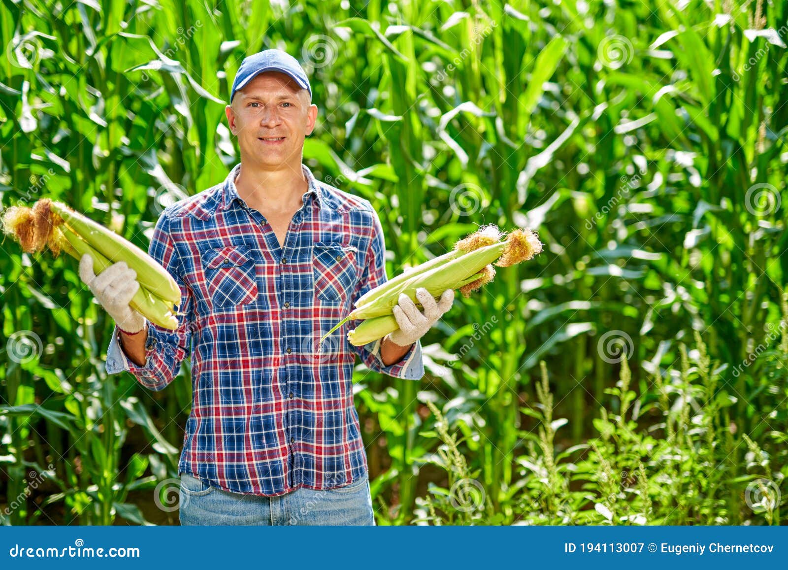 Man Farmer with a Crop of Corn Stock Image - Image of healthy, nature ...