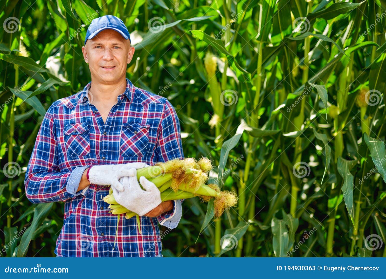 Man Farmer with a Crop of Corn Stock Image - Image of outdoor, adult ...