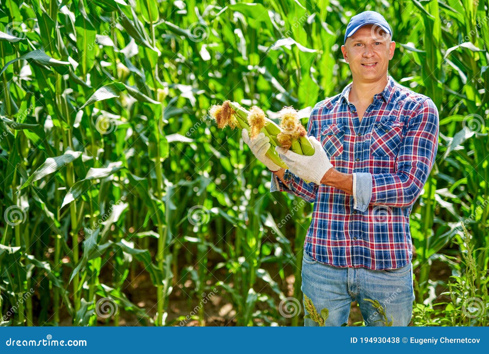 Man Farmer with a Crop of Corn Stock Photo - Image of eating ...