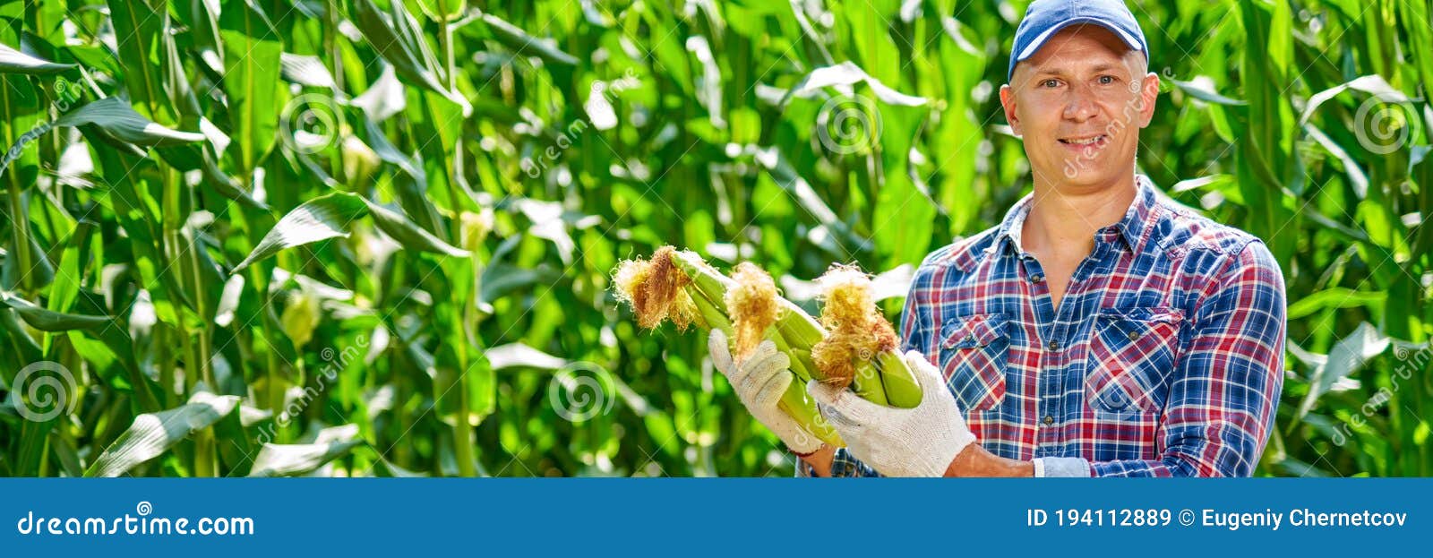 Man Farmer with a Crop of Corn Stock Image - Image of fresh, organic ...