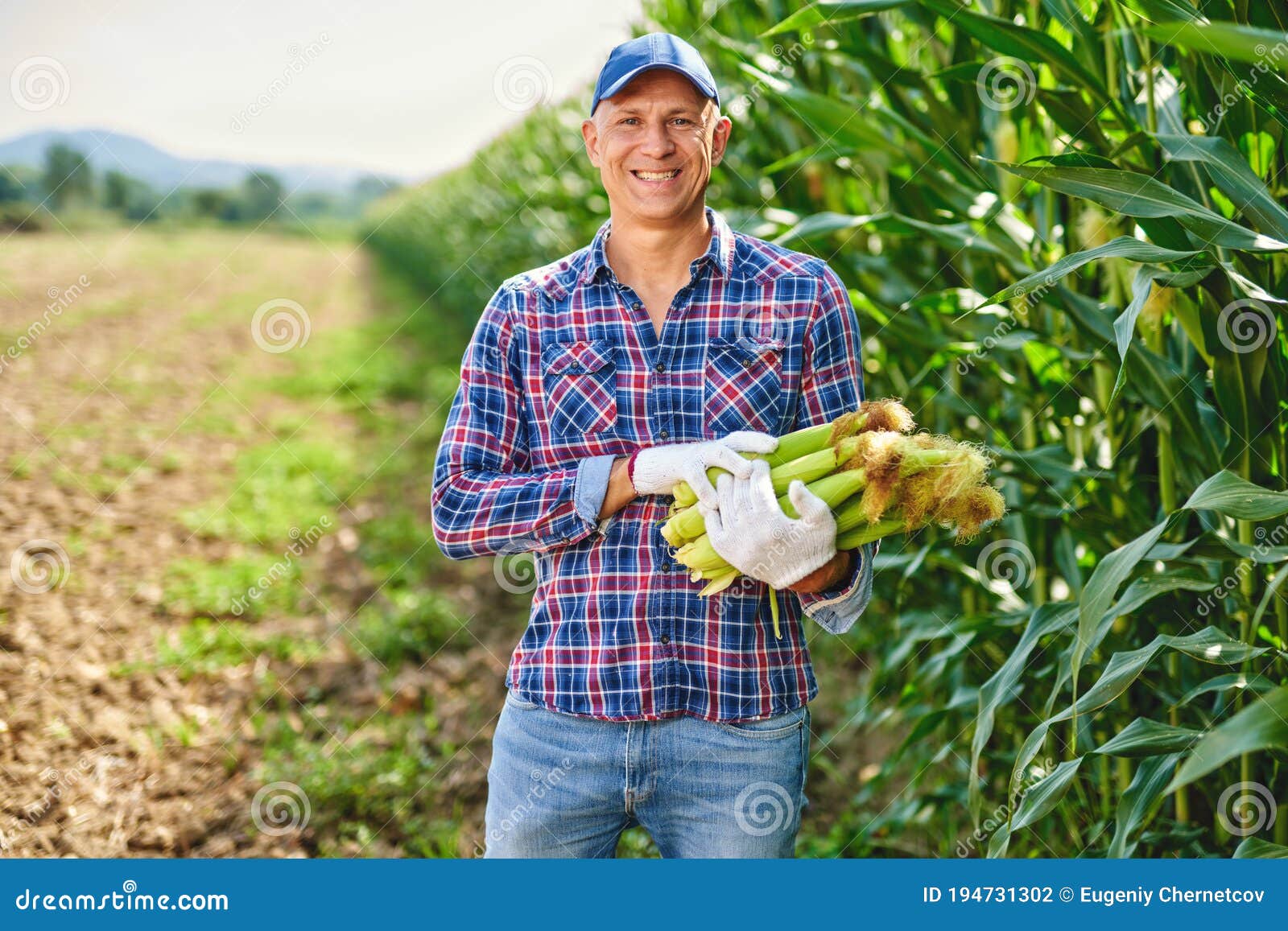 Man Farmer with a Crop of Maize Stock Photo - Image of countryside ...