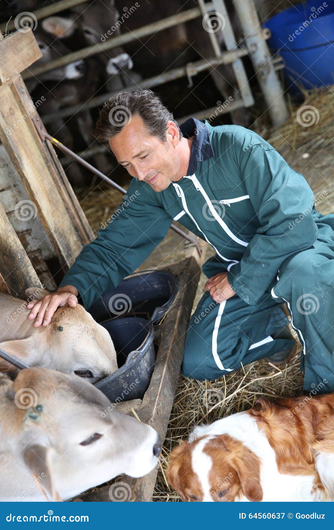 Man Farmer Feeding and Petting Cows Stock Image - Image of outdoors ...