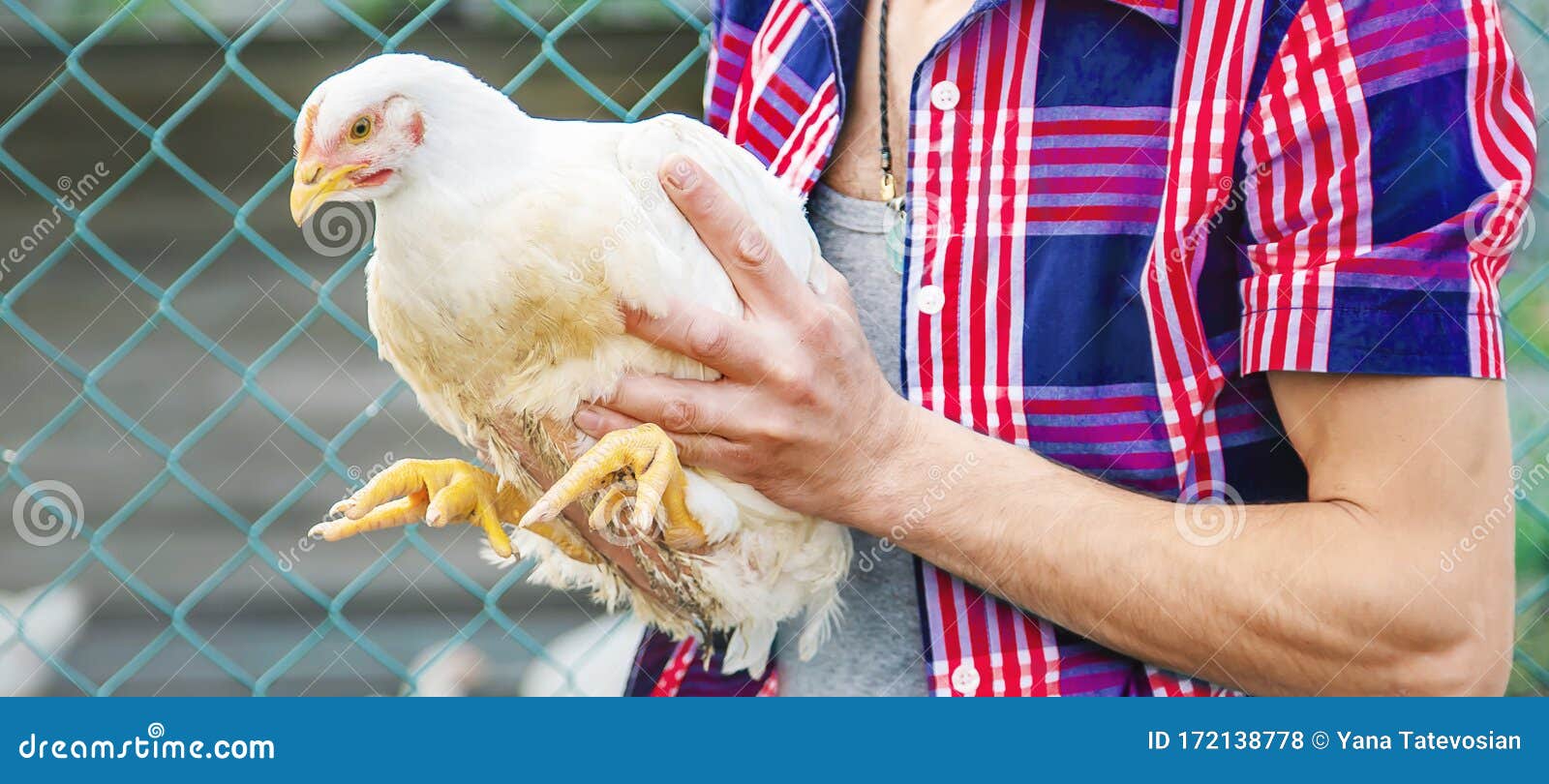 Man Farmer Holding a Chicken in His Hands. Selective Focus Stock Photo ...