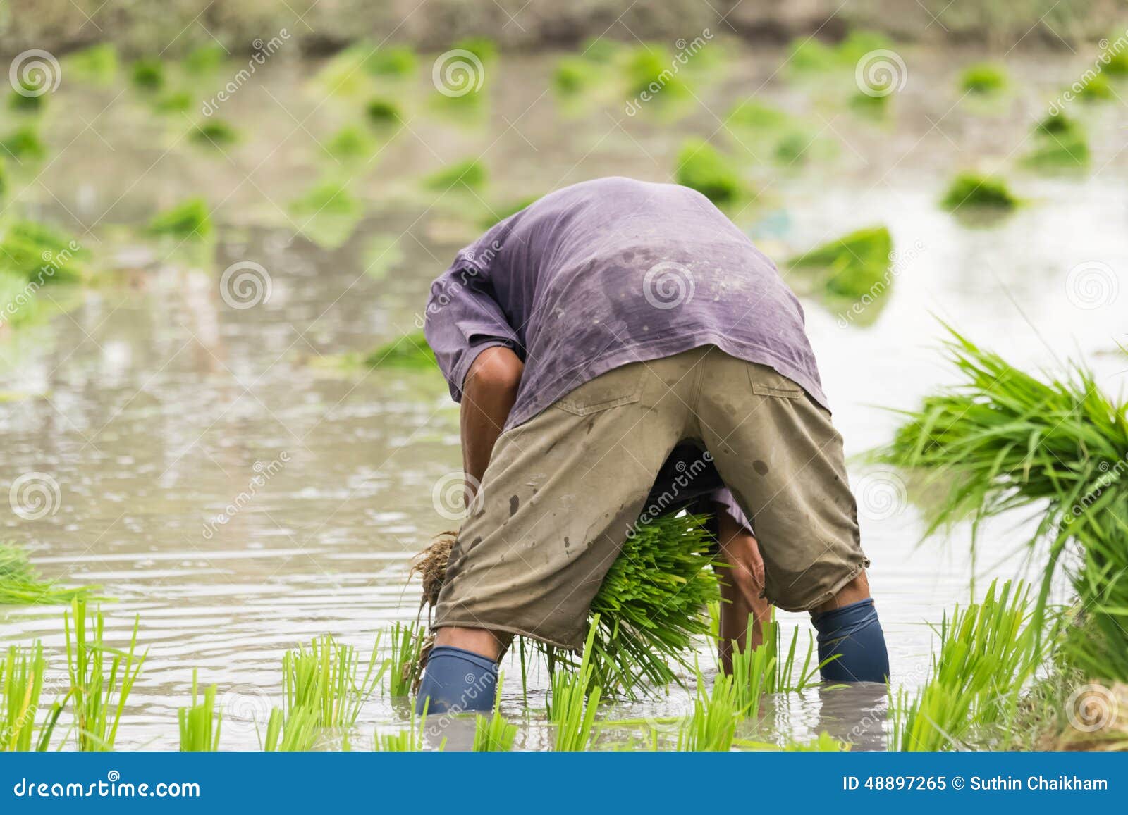 Man farmer stock image. Image of field, growth, farm - 48897265