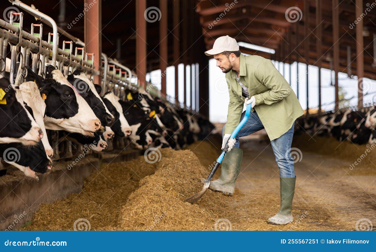 Farmer with Shovel Working and Taking Care Cows Stock Image - Image of ...