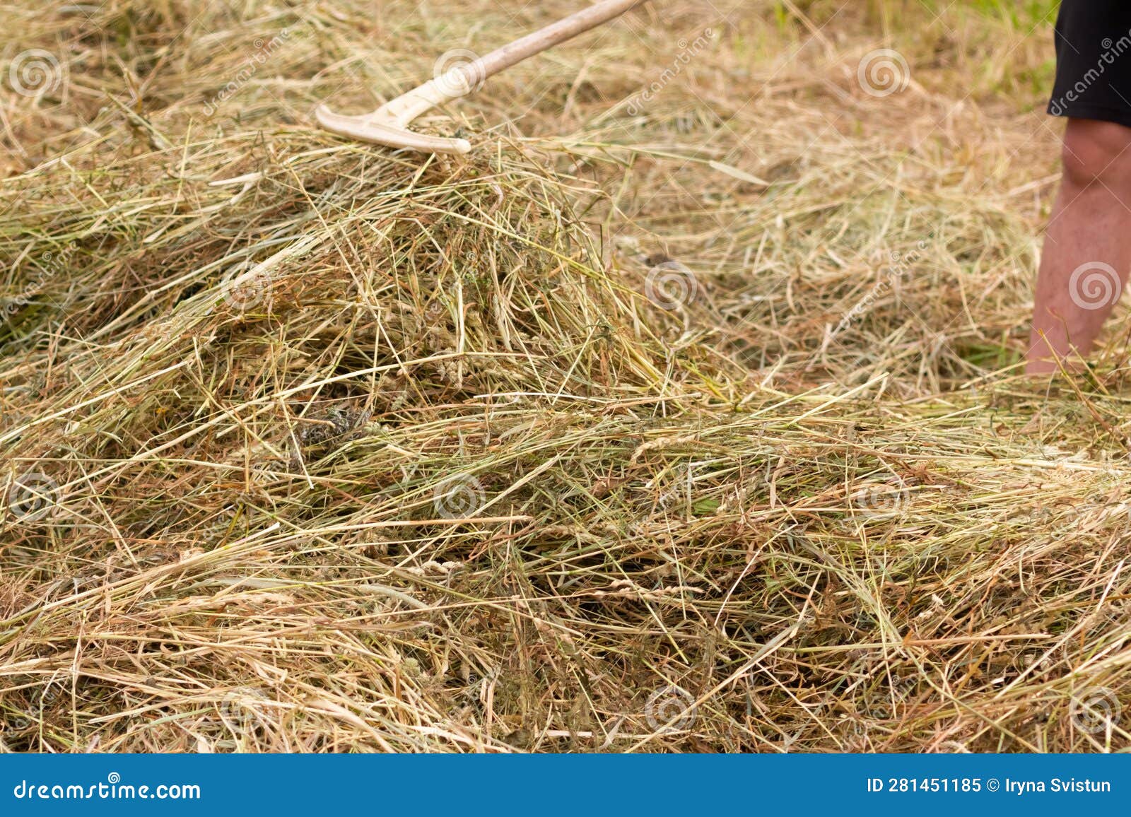 Man Farmer Turns the Hay with a Hay Fork Stock Image - Image of rural ...