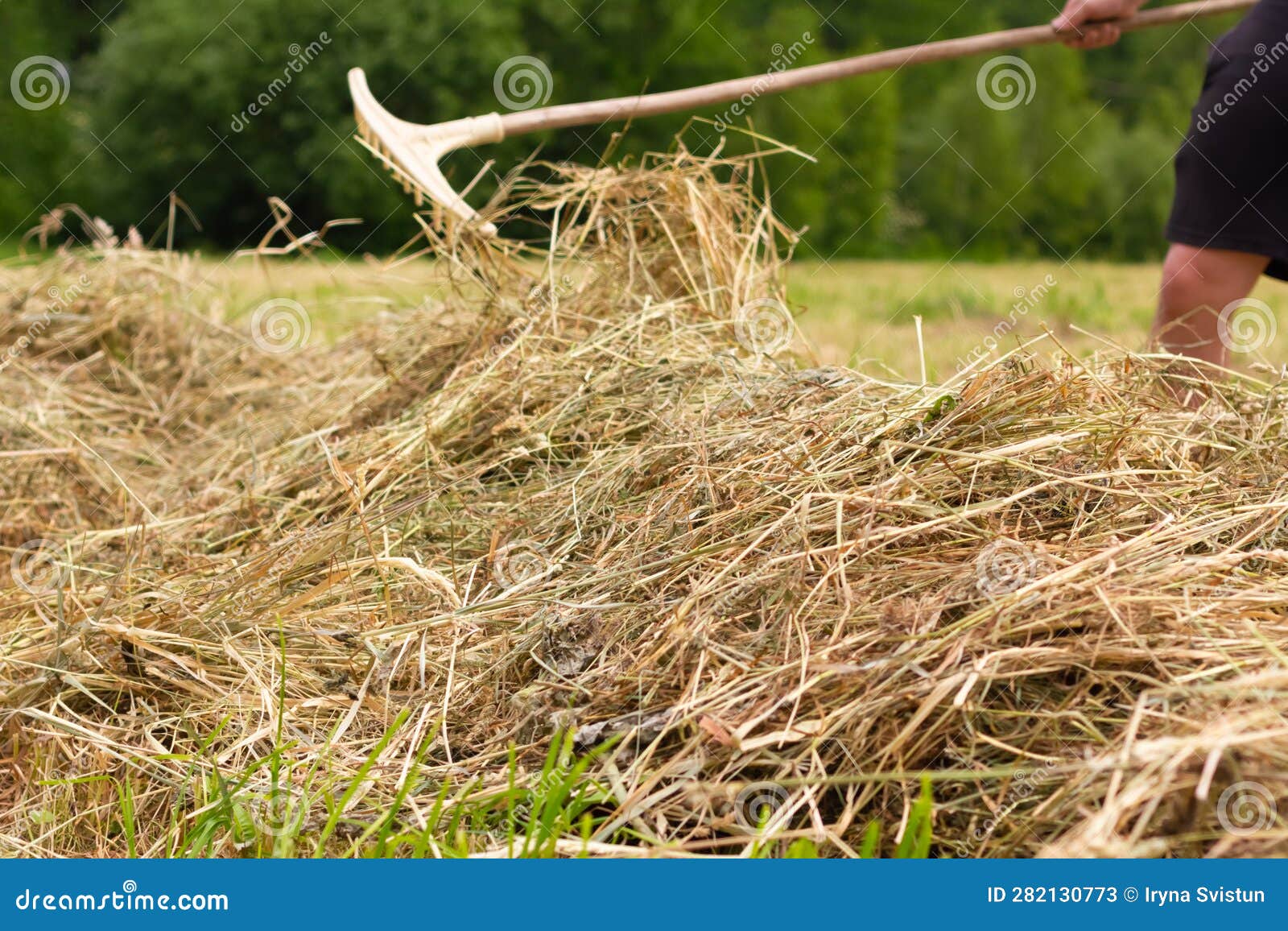 Man Farmer Turns the Hay with a Hay Fork Stock Image - Image of barn ...