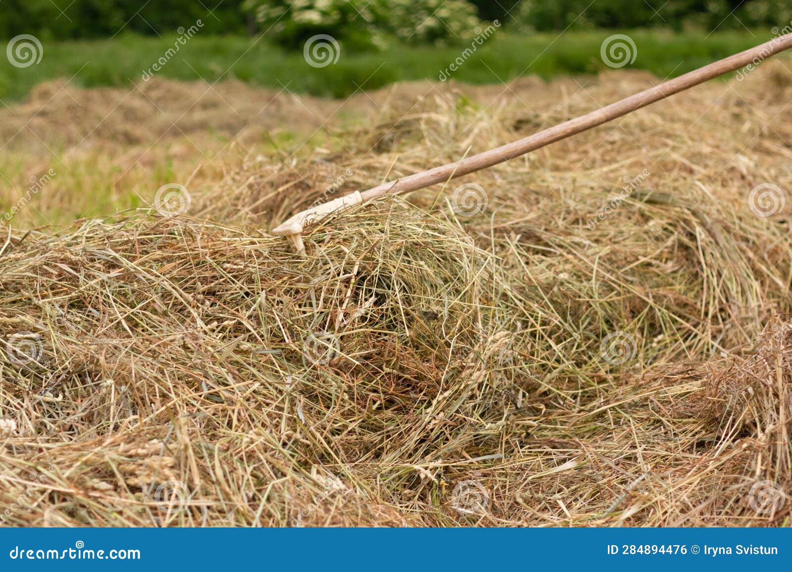 Man Farmer Turns the Hay with a Hay Fork Stock Photo - Image of cutting ...