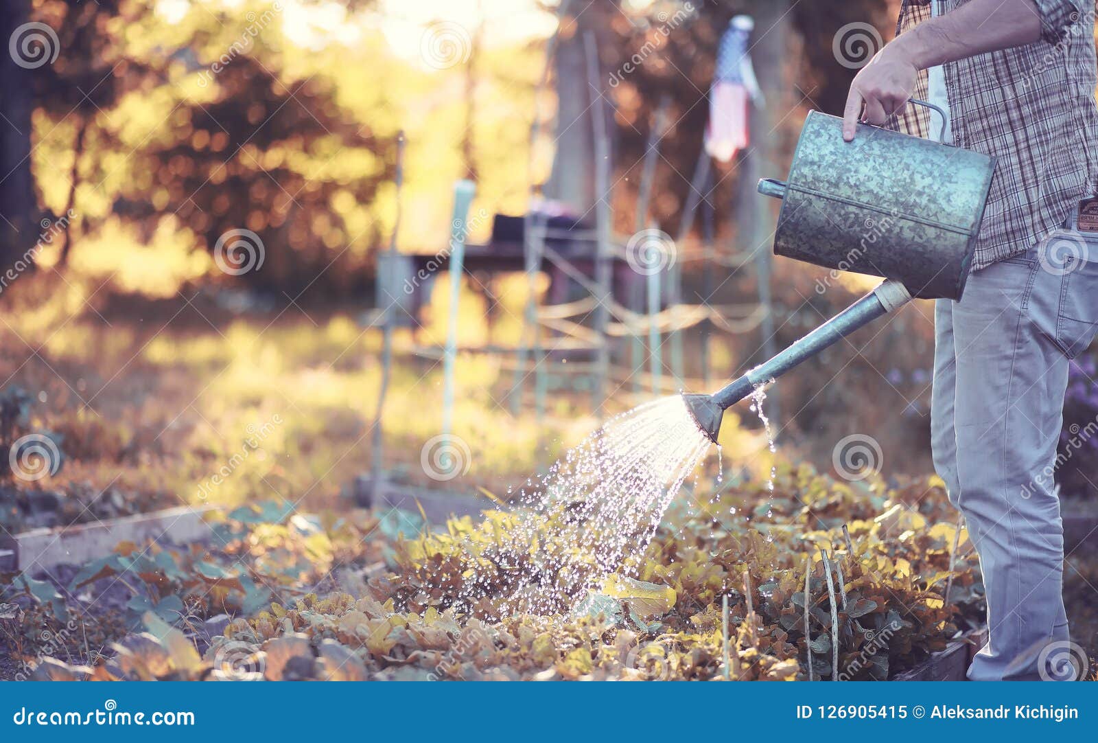 Man Farmer Watering a Vegetable Garden Stock Image - Image of natural ...