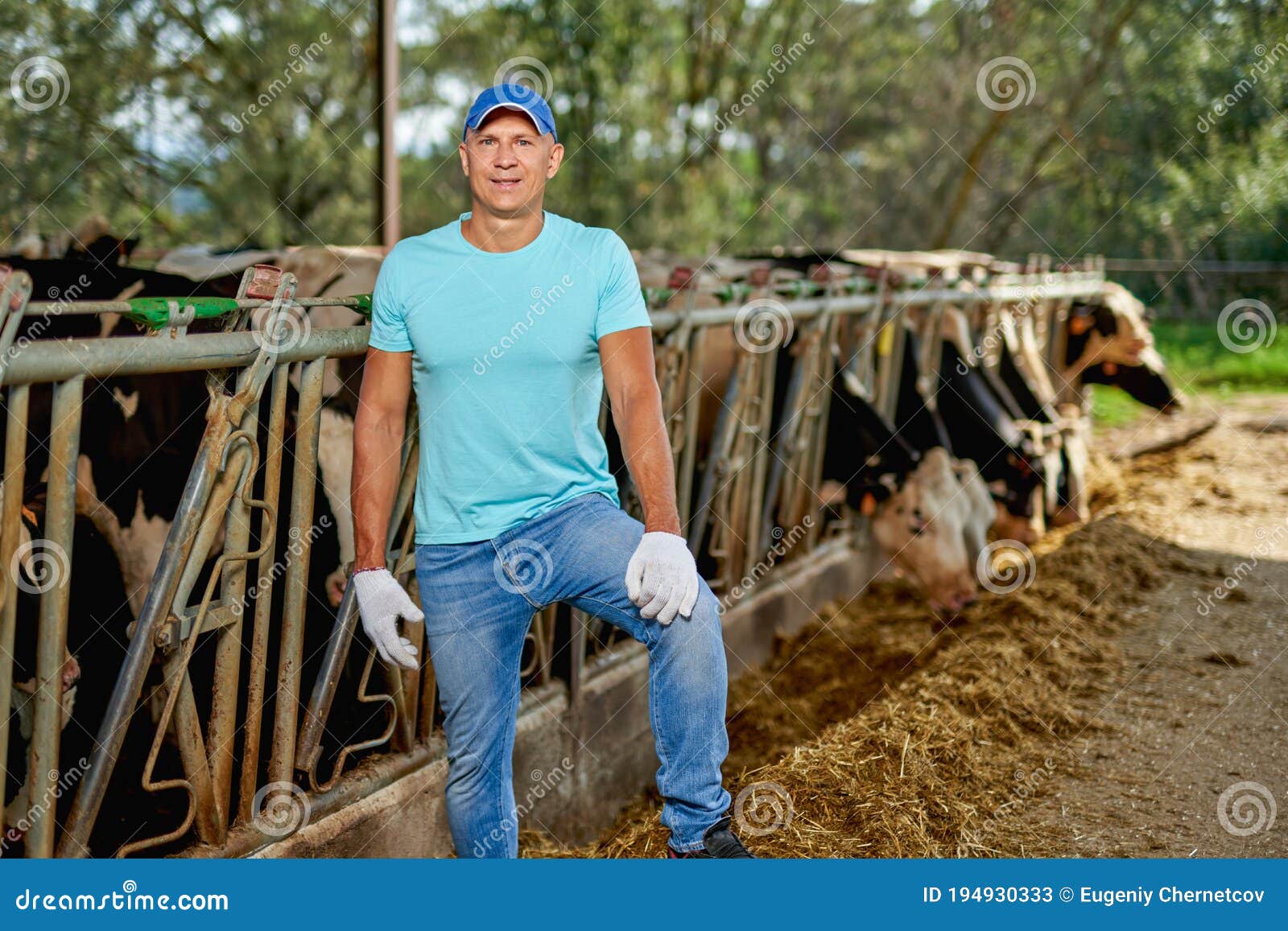 Man Farmer is Working on Farm with Dairy Cows. Stock Image - Image of ...