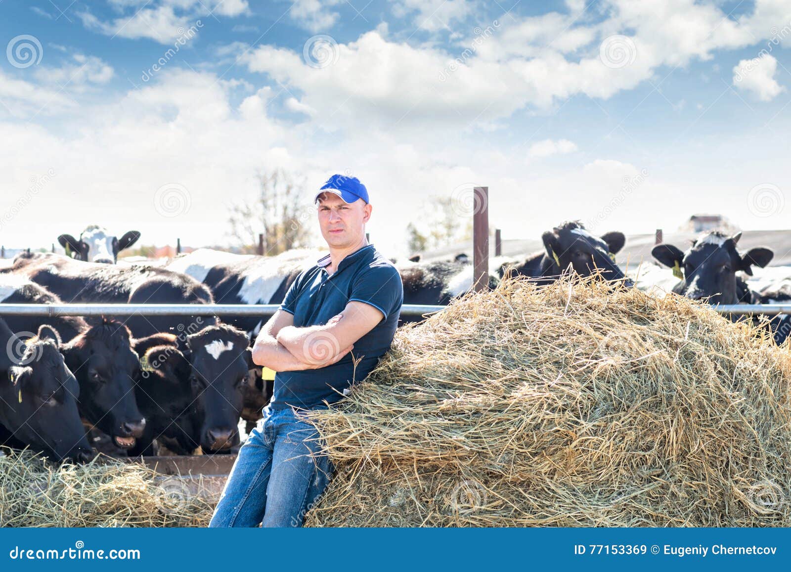 Man Farmer Working on Farm with Dairy Cows Stock Image - Image of life ...