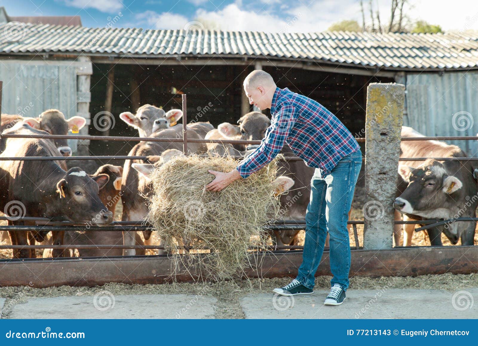 Man Farmer Working on Farm with Dairy Cows Stock Image - Image of ...