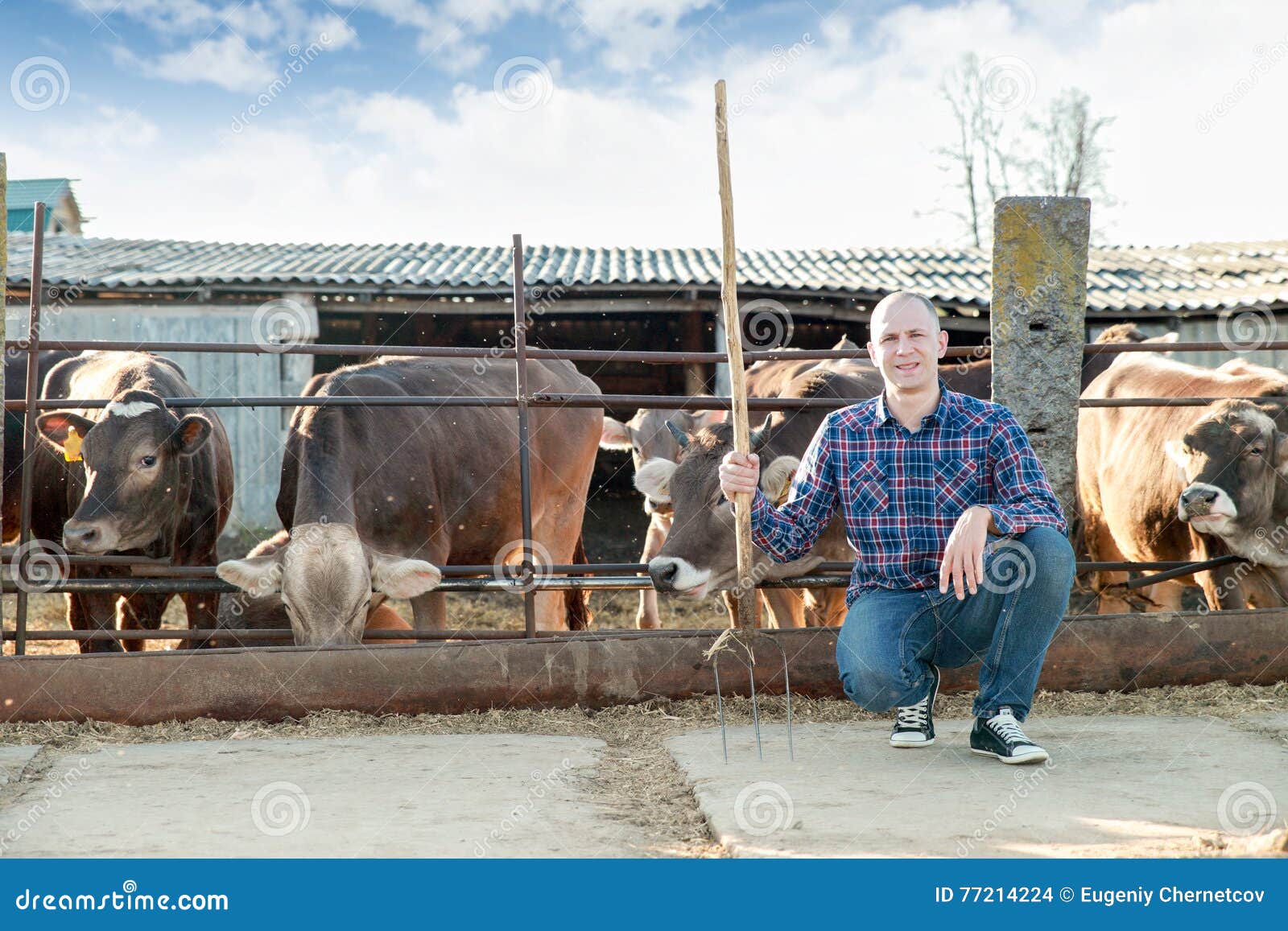 Man Farmer Working on Farm with Dairy Cows Stock Photo - Image of ...