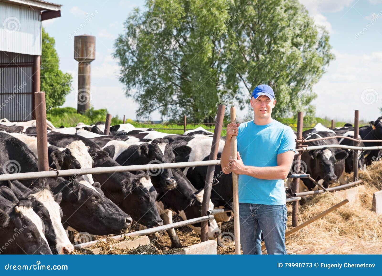 Man Farmer Working on Farm with Dairy Cows Stock Image - Image of ...