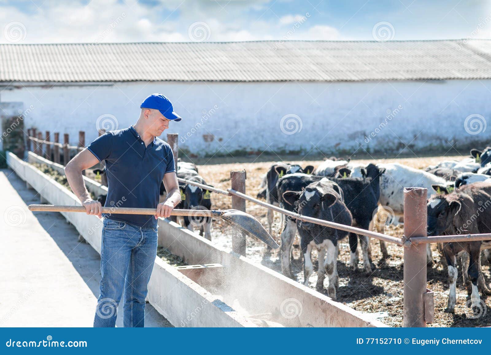 Man Farmer Working on Farm with Dairy Cows Stock Photo - Image of bull ...