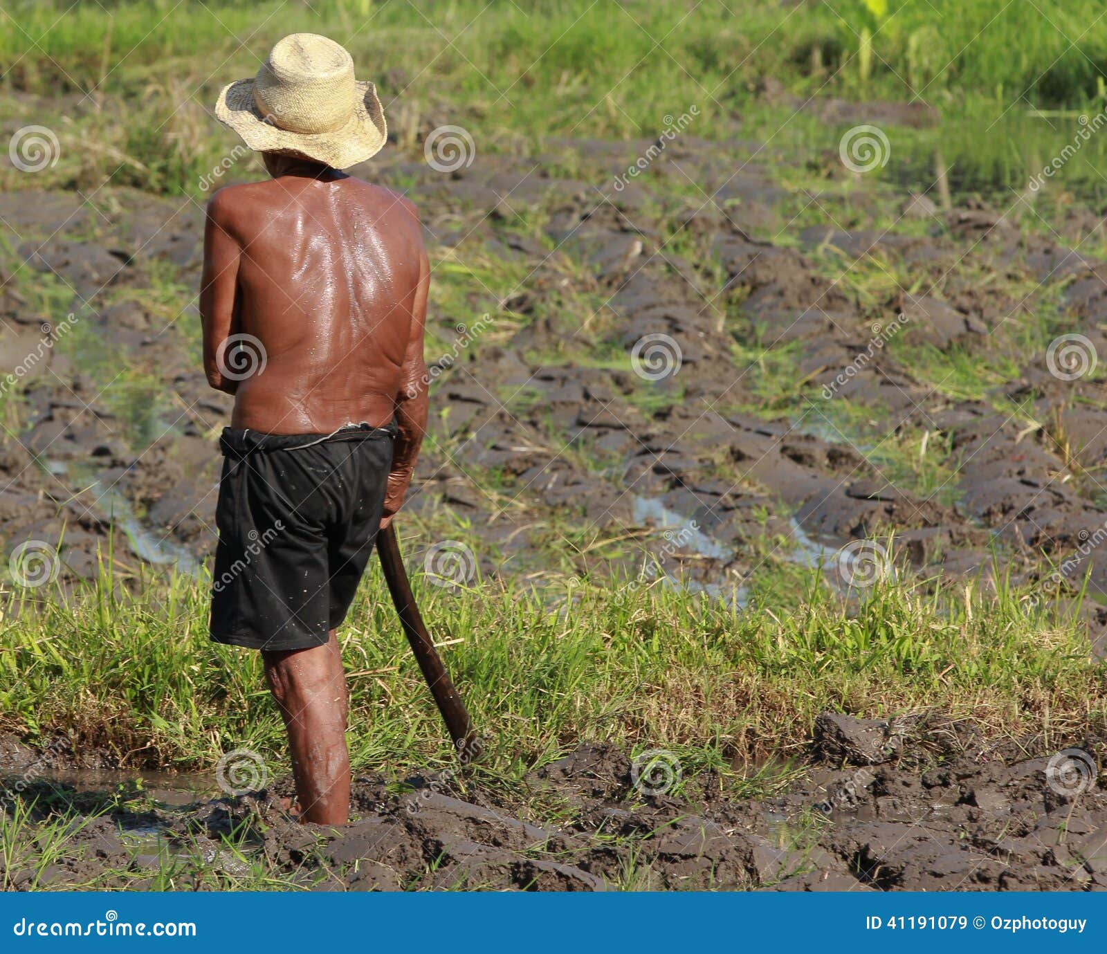 Man Farming editorial stock image. Image of occupation - 41191079