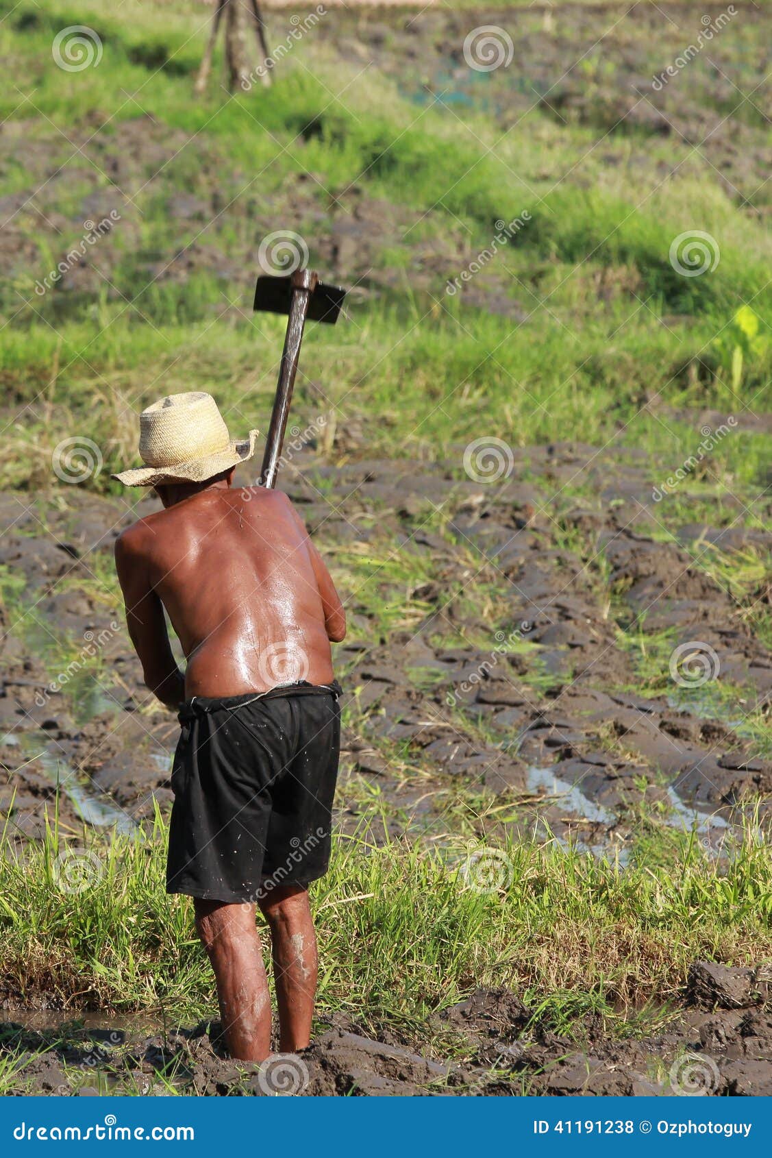 Man Farming editorial stock photo. Image of male, midday - 41191238