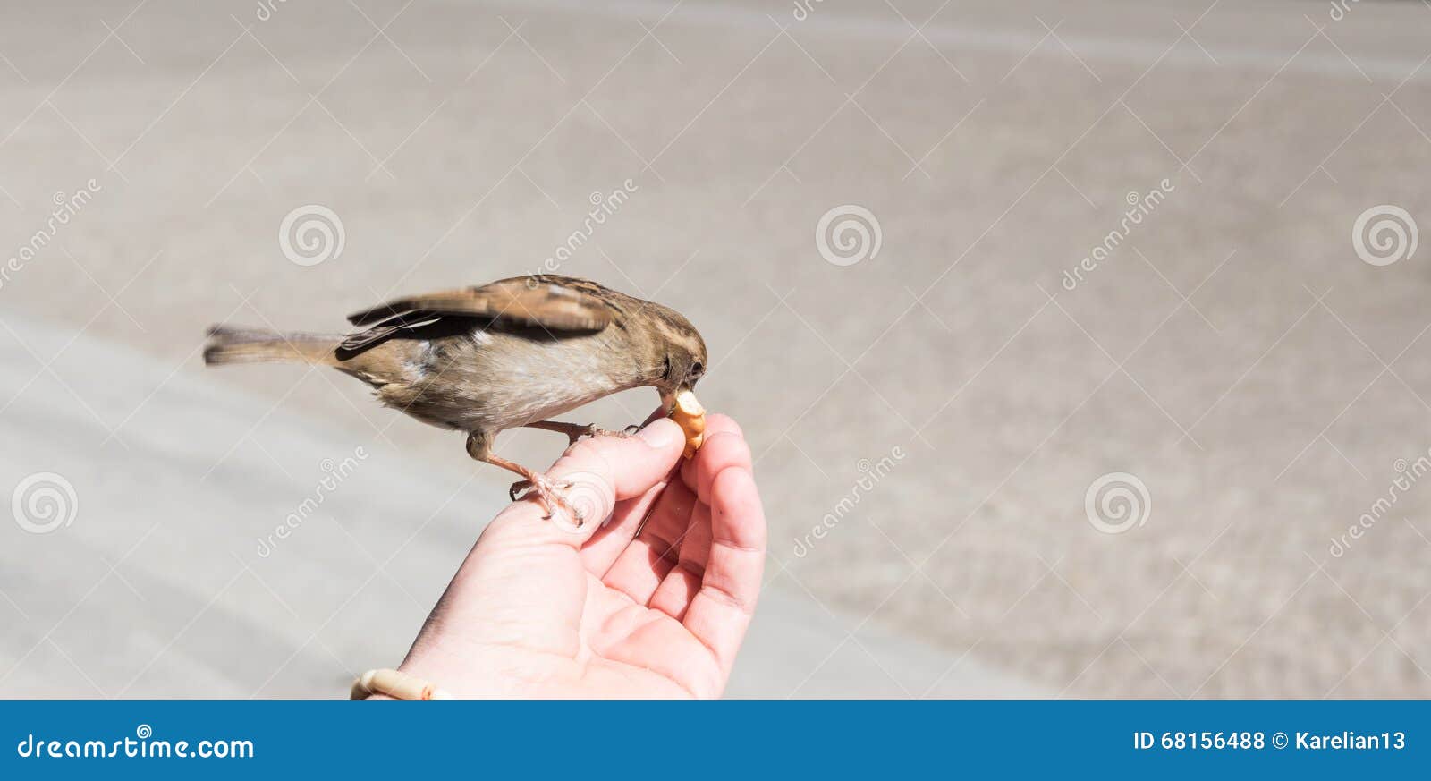 A man feeding a bird stock photo. Image of feeding, concepts - 68156488