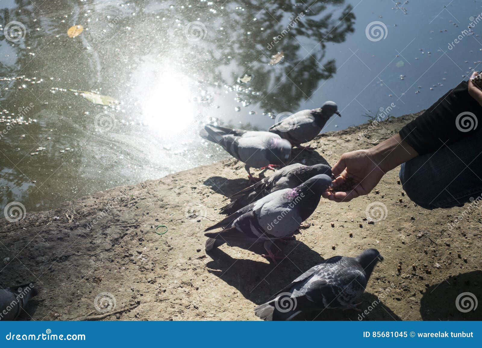 Man feeding birds in park stock image. Image of beautiful - 85681045