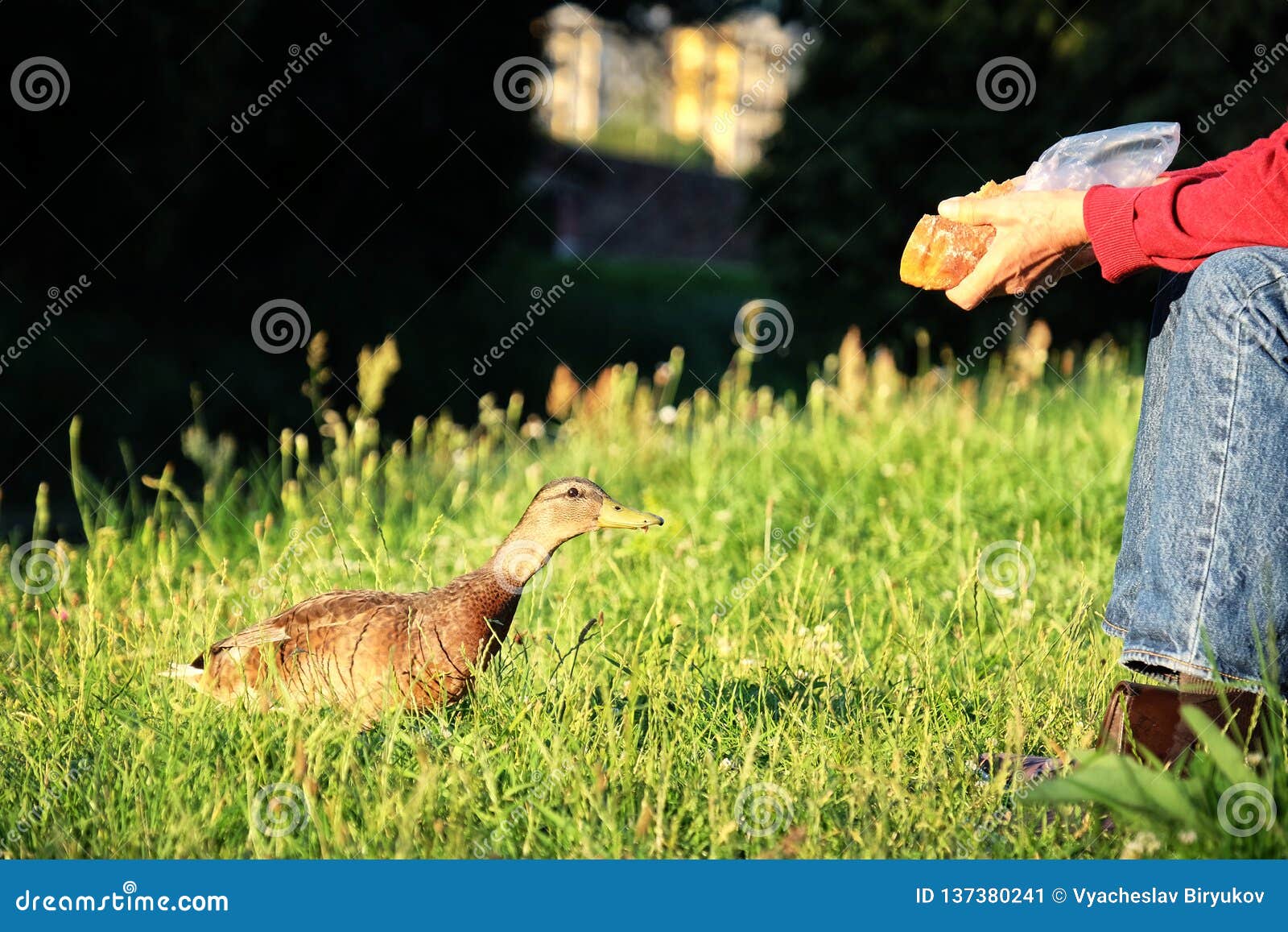 Man is feeding a duck stock image. Image of bread, beauty - 137380241