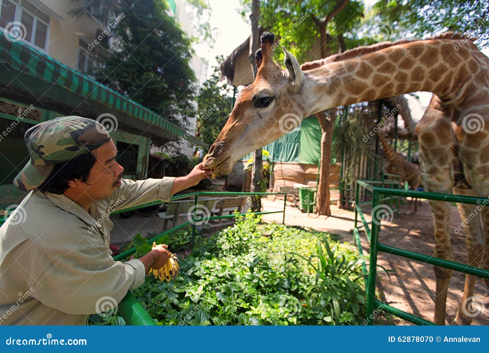 Man Feeding Giraffe at Zoo editorial image. Image of long - 62878070