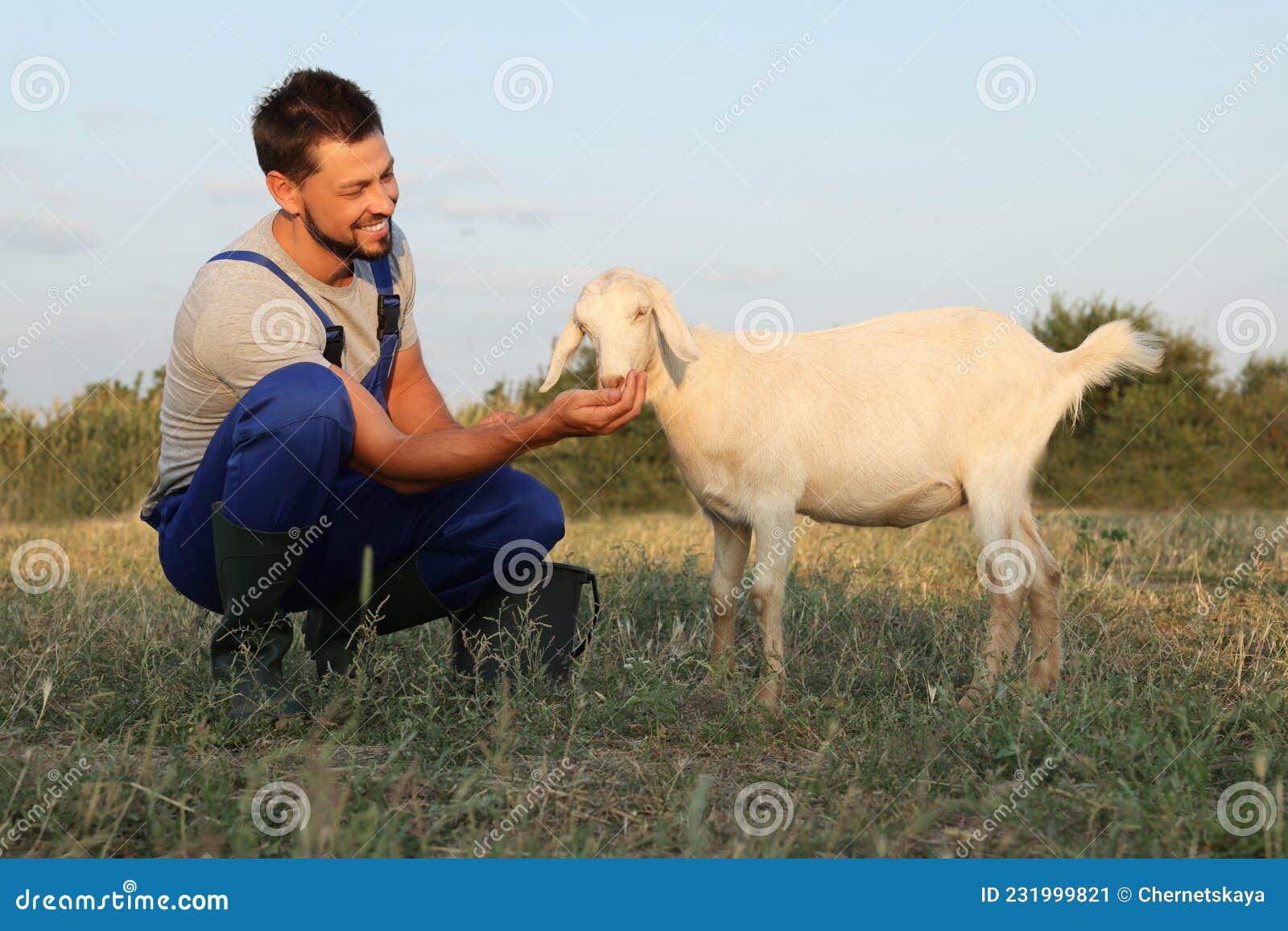 Man Feeding Goat at Farm. Animal Husbandry Stock Image - Image of cute ...