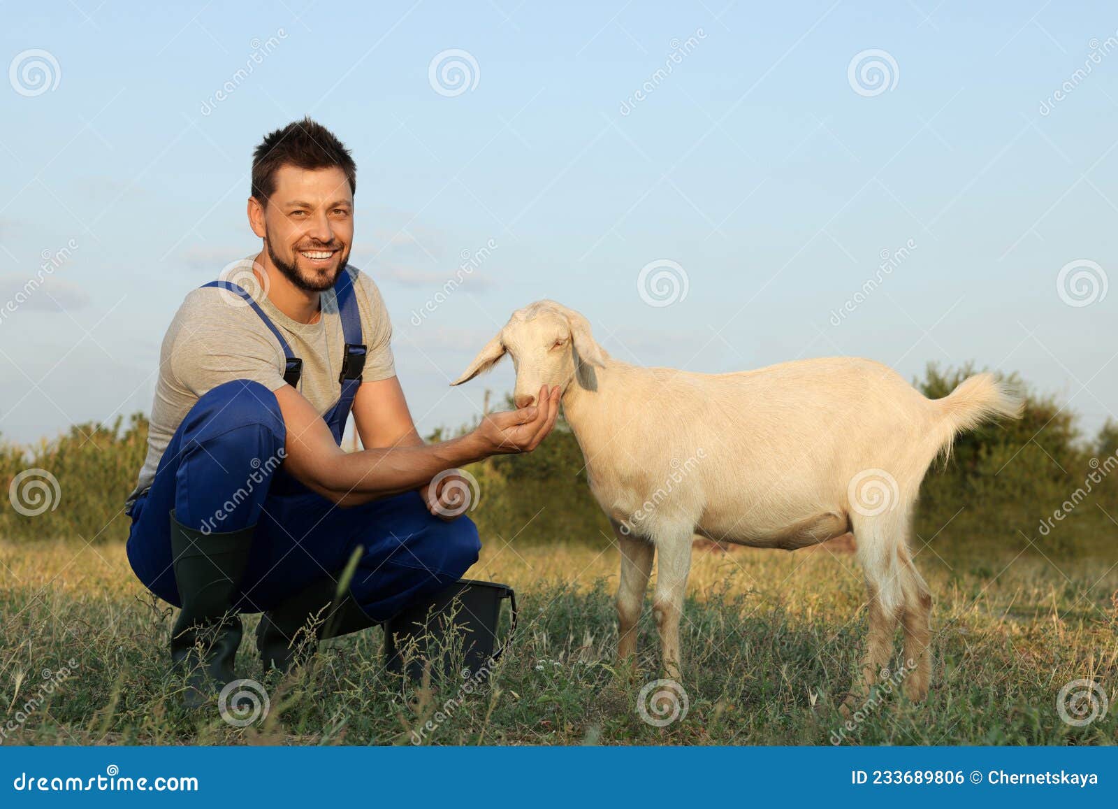 Man Feeding Goat at Farm. Animal Husbandry Stock Photo - Image of grass ...