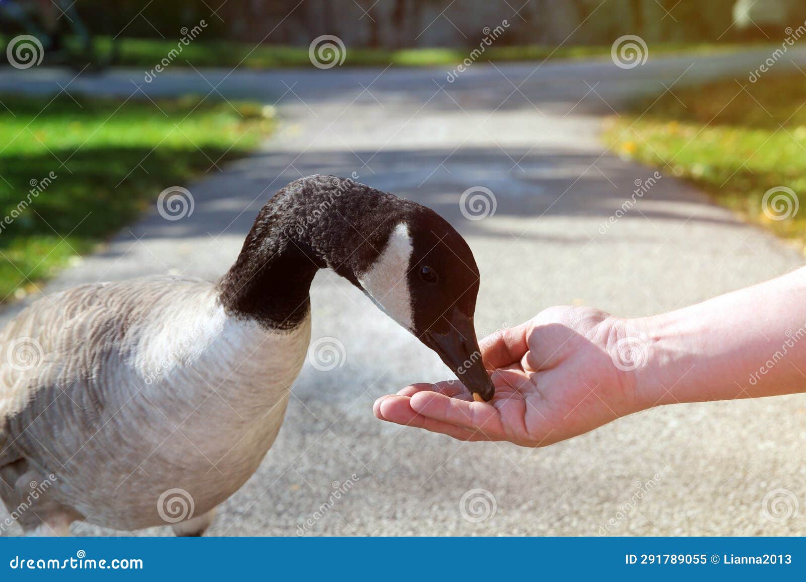 Man is Feeding a Goose Outside Stock Image - Image of park, outside ...