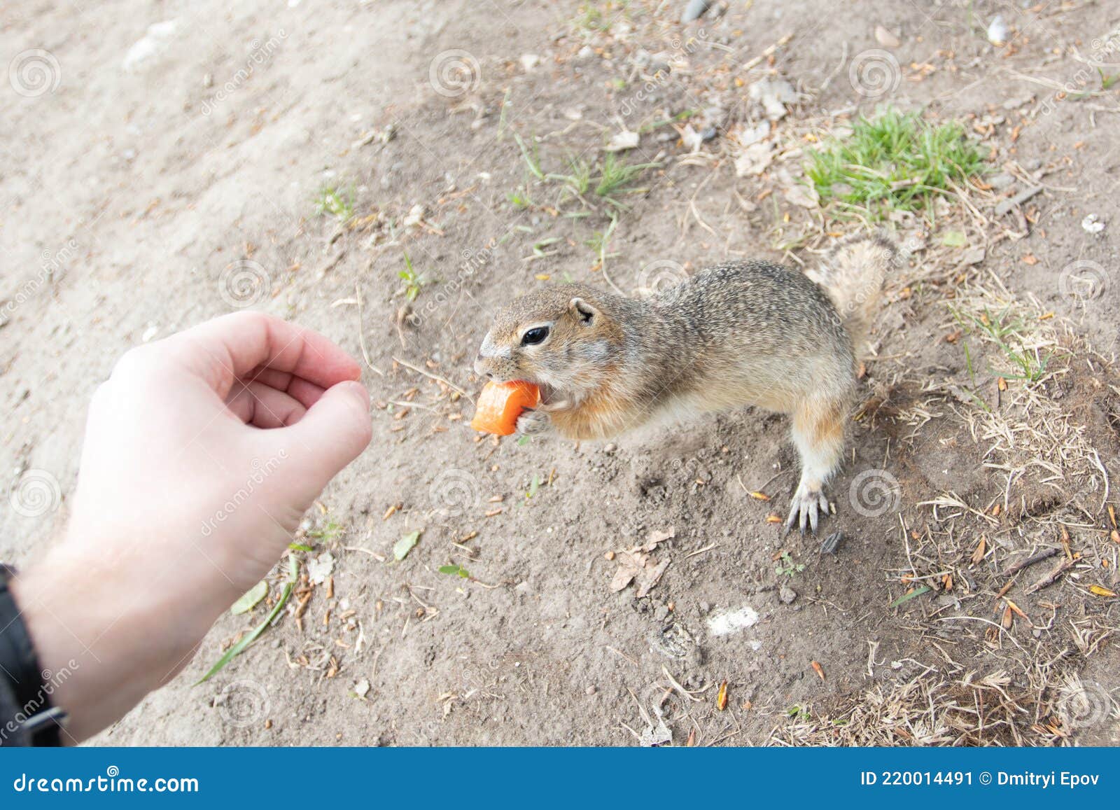 A Man Feeding a Gopher with a Carrot from His Hand Stock Image - Image ...