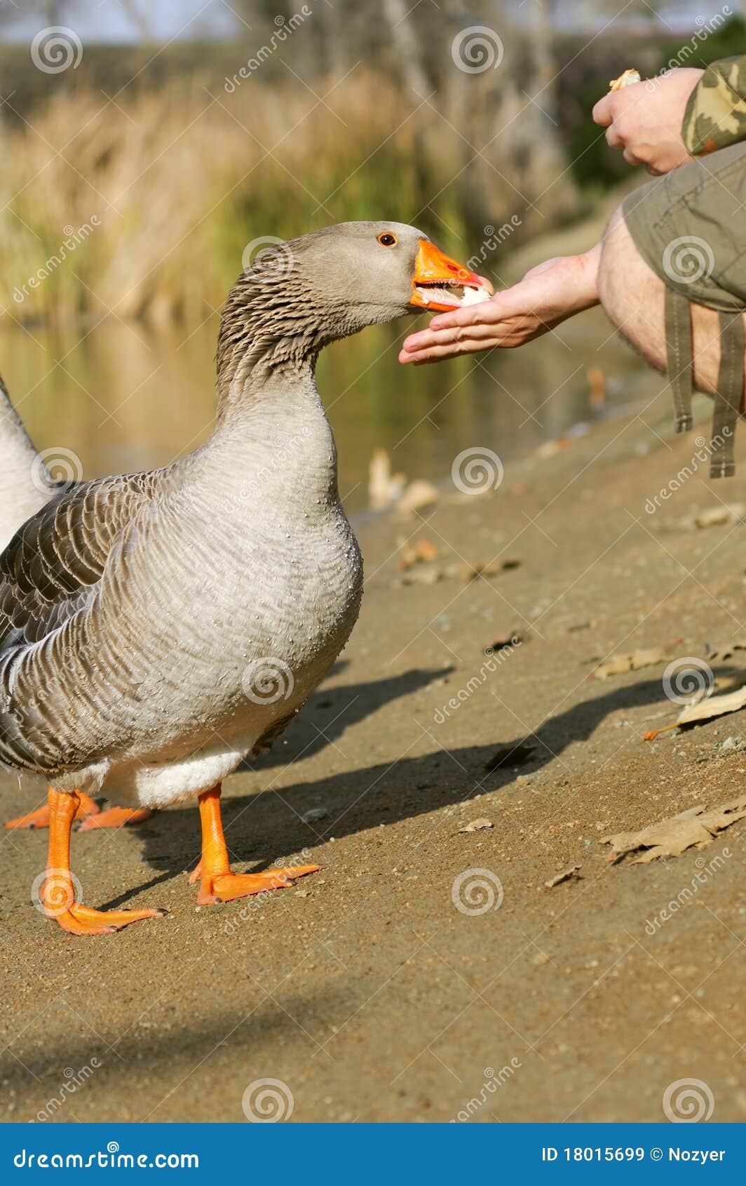 Man Feeding The Graylag Goose Near A Pond Stock Image - Image of funny ...