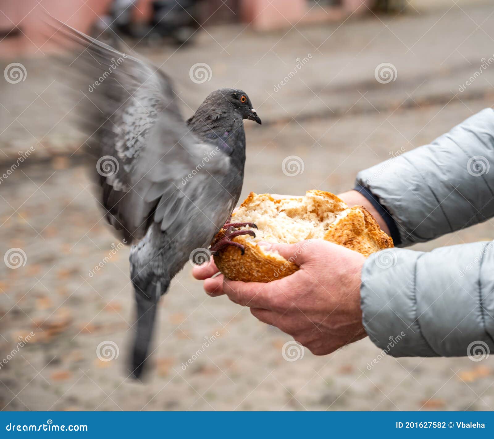 Man Feeding Pigeons with Bread Stock Photo - Image of wing, street ...