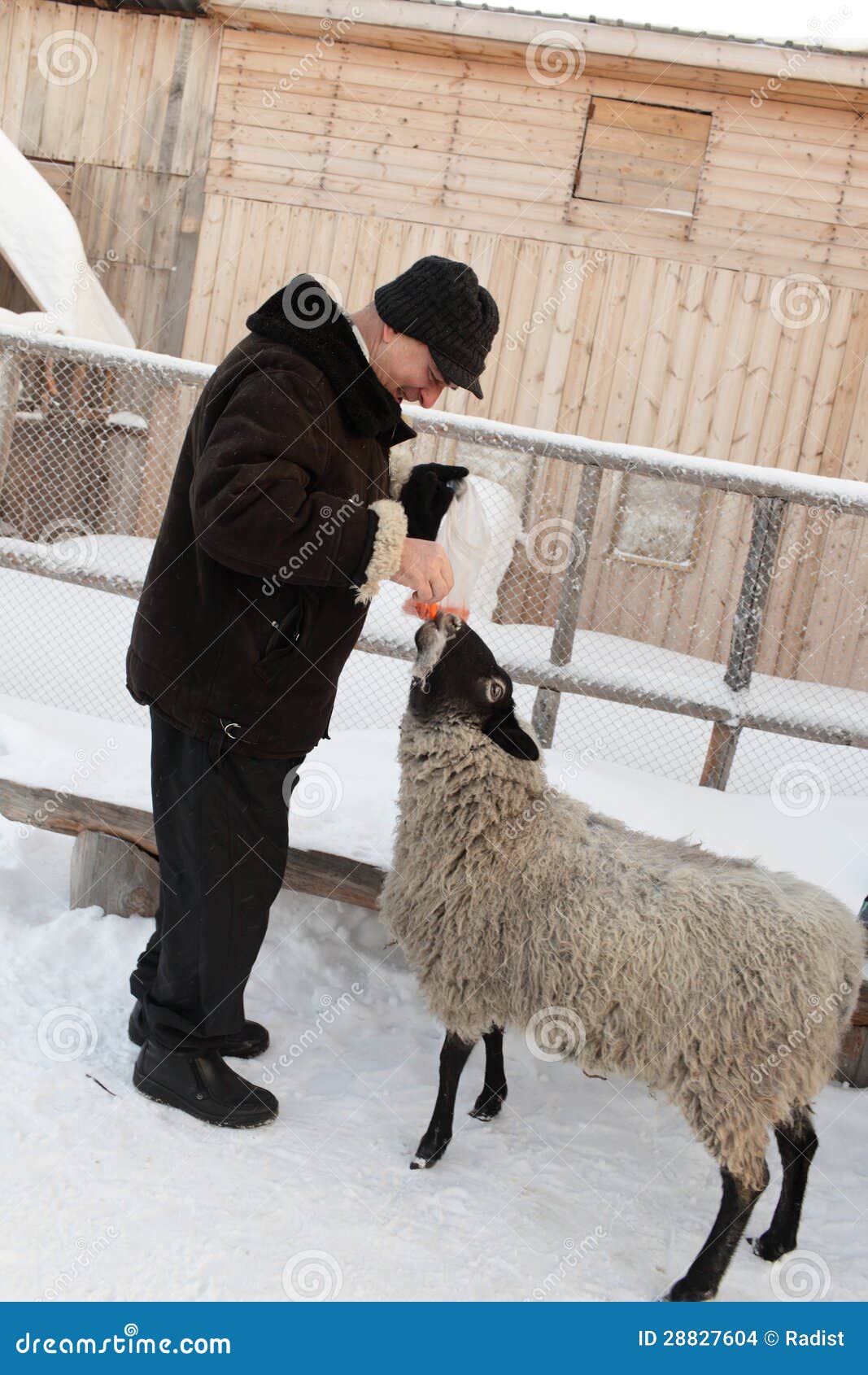 Man feeding sheep stock photo. Image of leaning, rural - 28827604