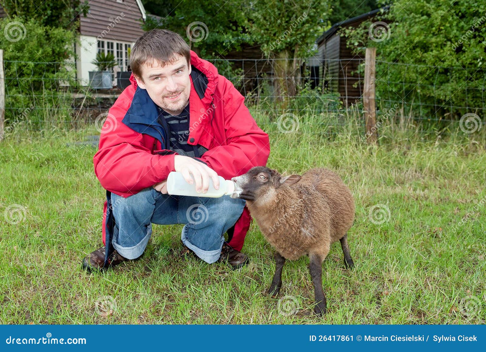 Man feeding young sheep stock image. Image of young, baby - 26417861