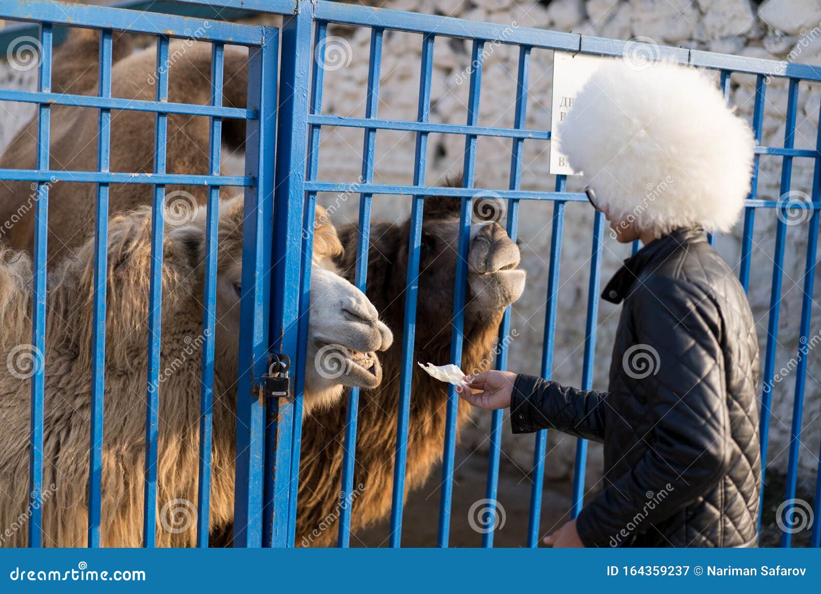 Man Feeds a Camel with Hands Editorial Photography - Image of ...