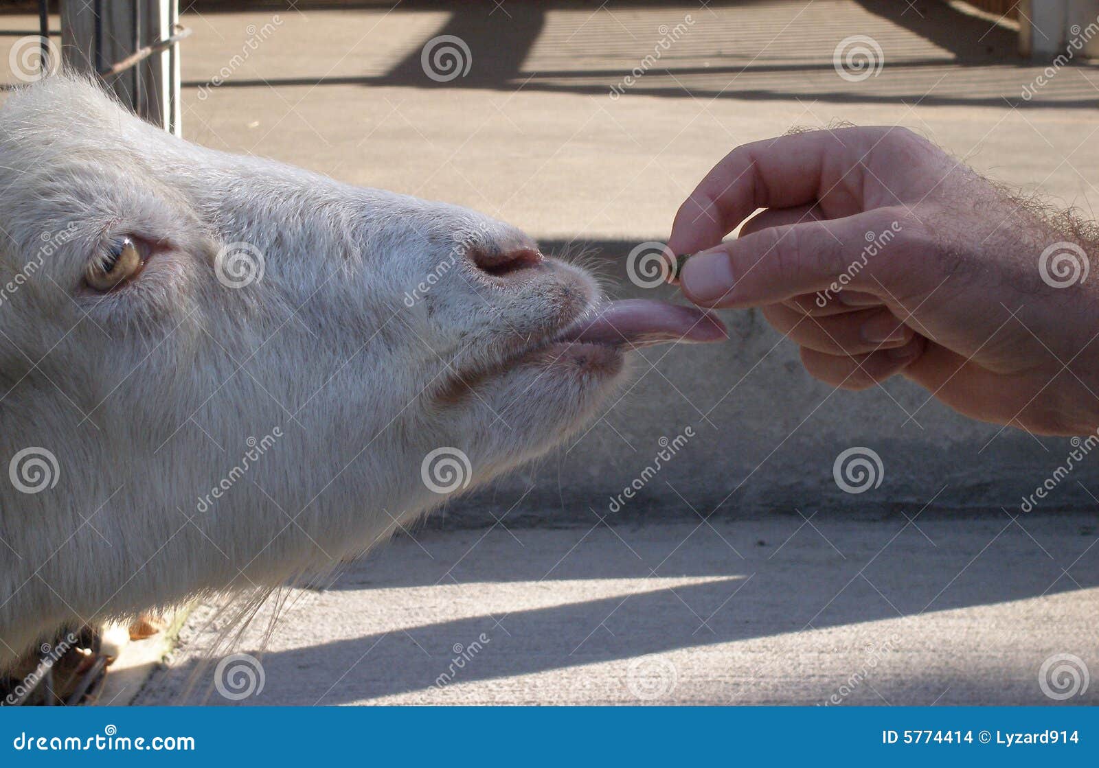 Man feeds goat stock photo. Image of goat, licking, extending - 5774414