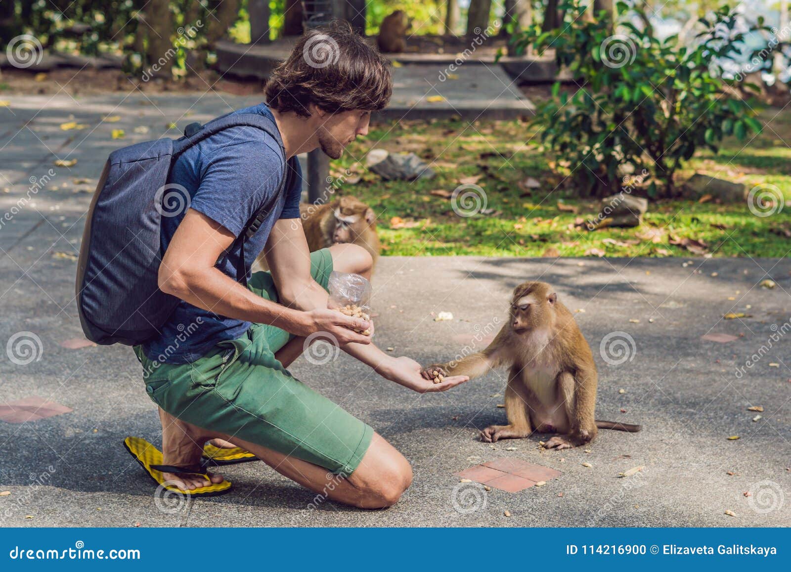 Homestead Monkey Stock Photos - Free & Royalty-Free Stock Photos from ...