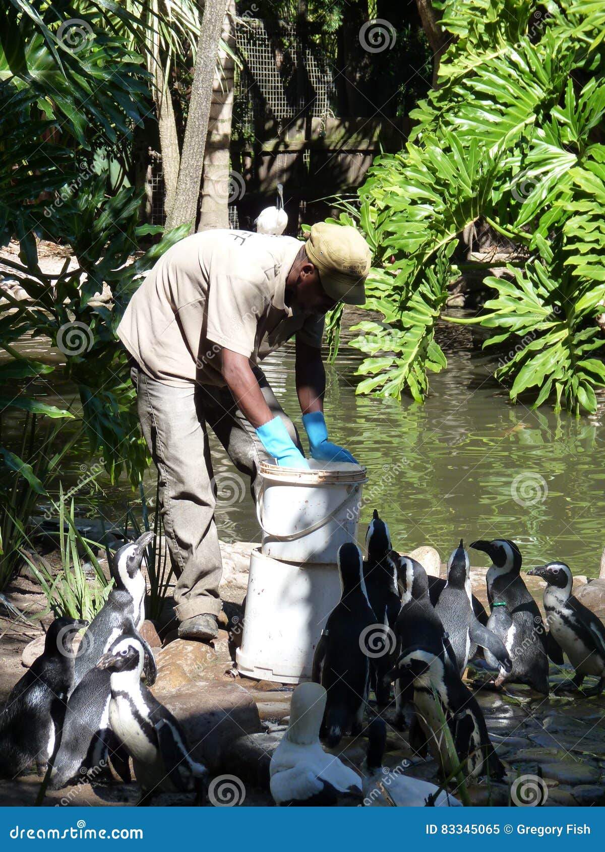 Man feeds penguins fish. editorial image. Image of animals - 83345065