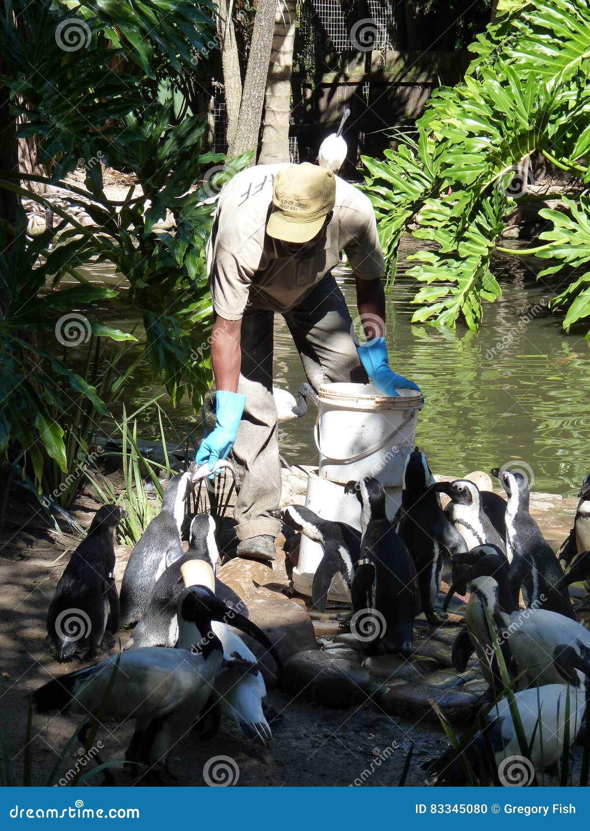 Man feeds penguins fish. editorial image. Image of bird - 83345080
