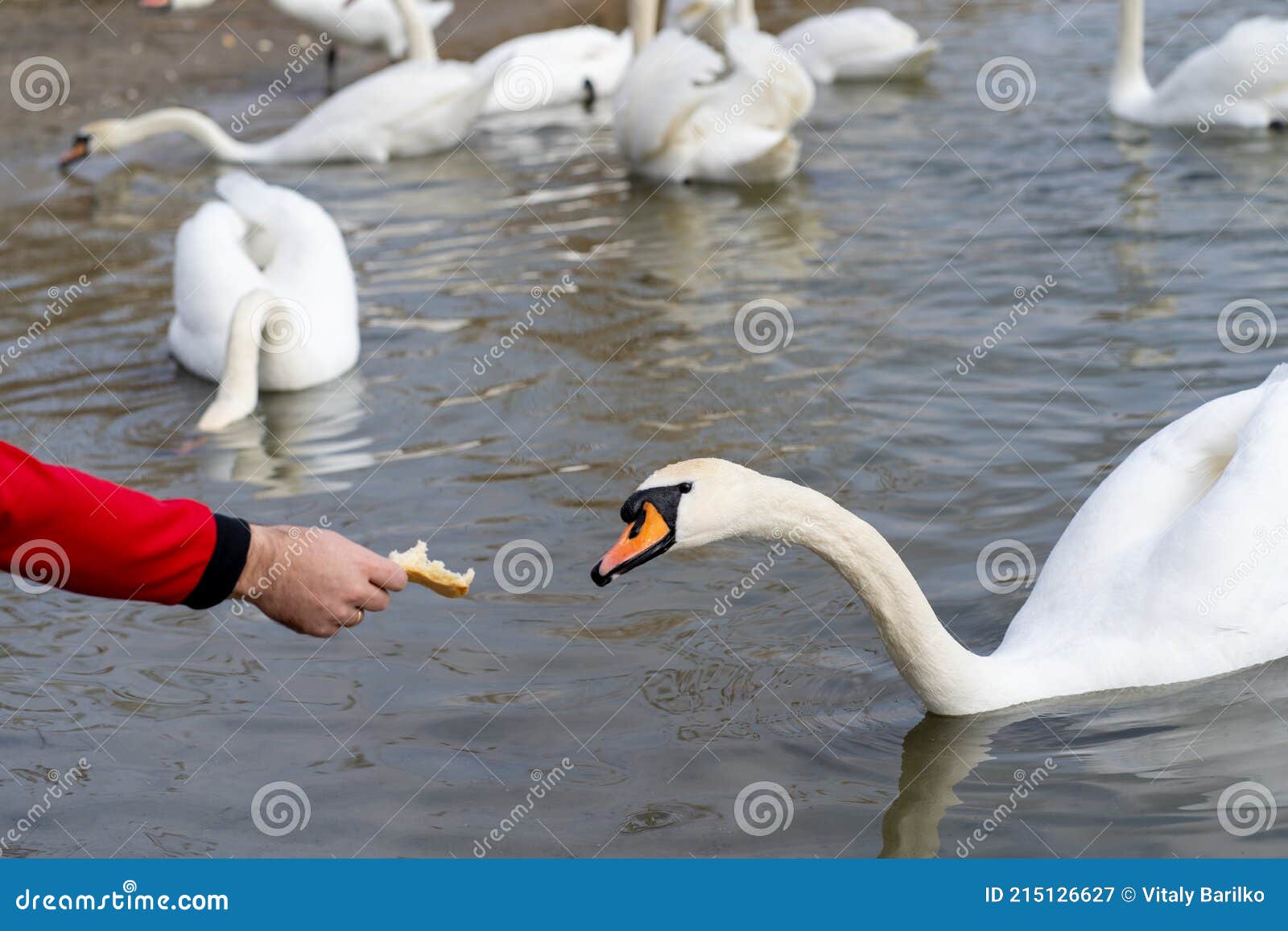 A Man Feeds a Swan with Bread from His Hand Stock Image - Image of nice ...