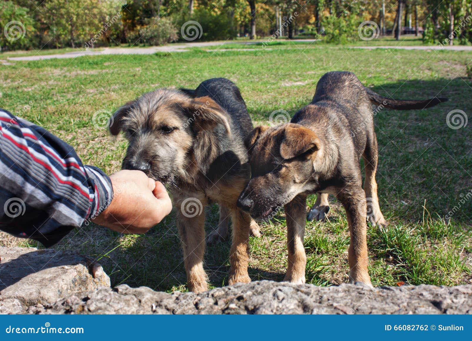 Man Feeds Two Young Dogs in the Park Stock Photo - Image of nature ...