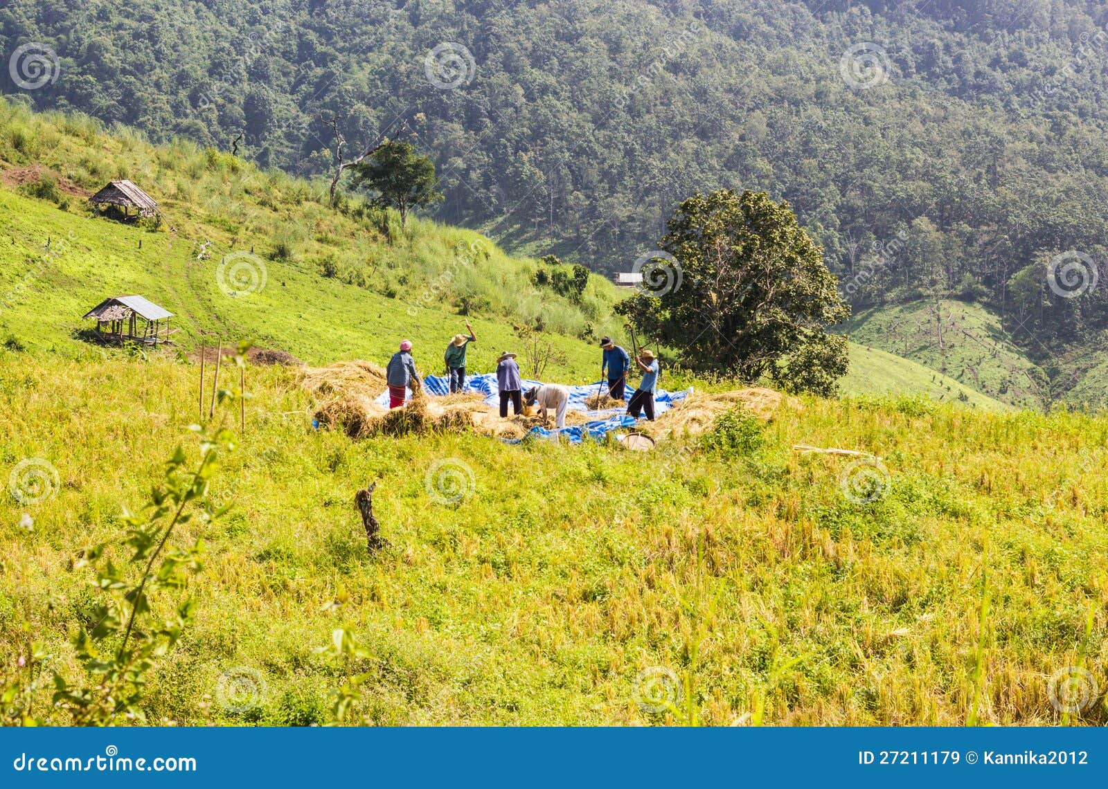Man in field stock image. Image of countryside, farm - 27211179