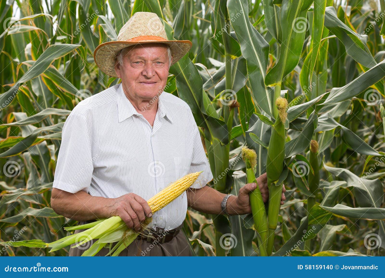Man on Field Corn with Corn Ears Stock Photo - Image of agriculturist ...