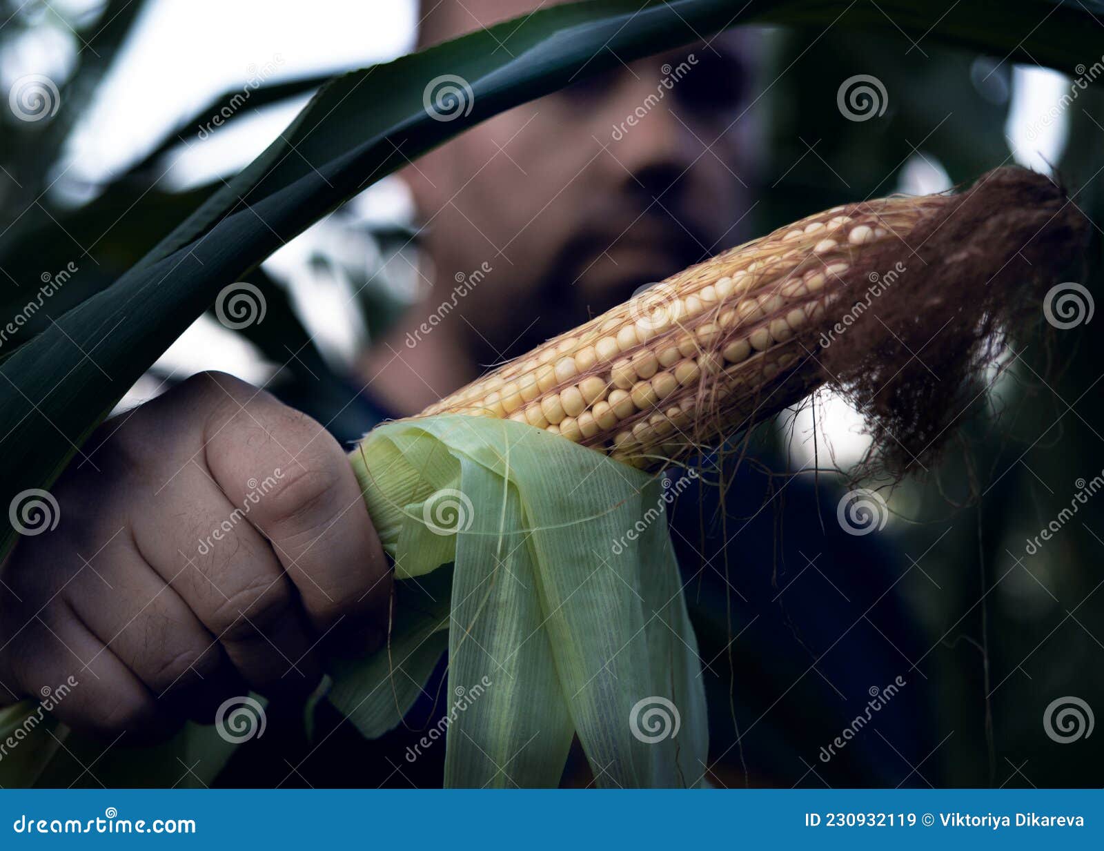 A Man in a Field of Corn, Holding a Corn Cob in His Hands. Corn Cob in ...