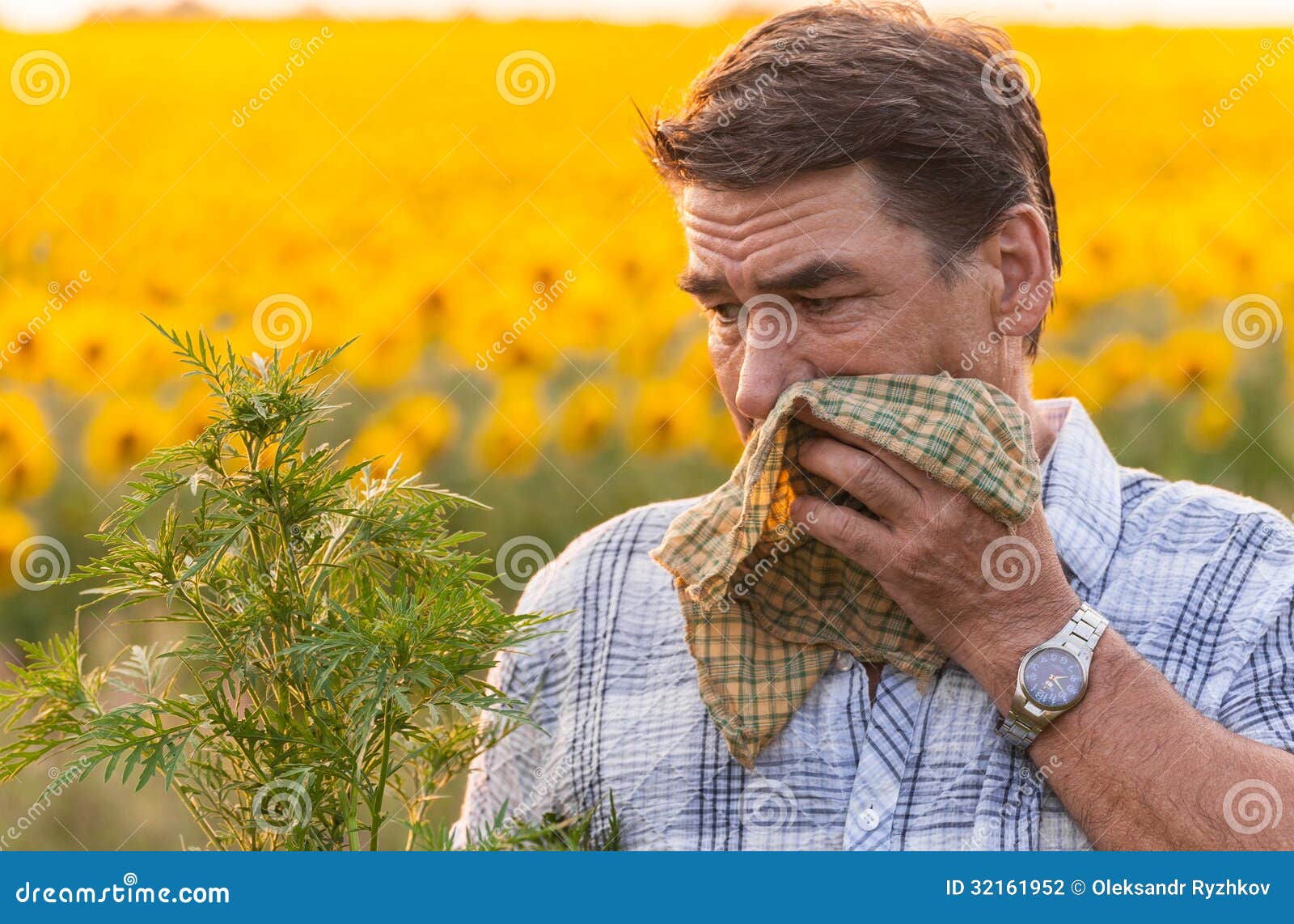 Man in the Field Suffers from Allergies Stock Photo - Image of allergic ... Man in the Field Suffers from Allergies Stock Photo - Image of allergic ...