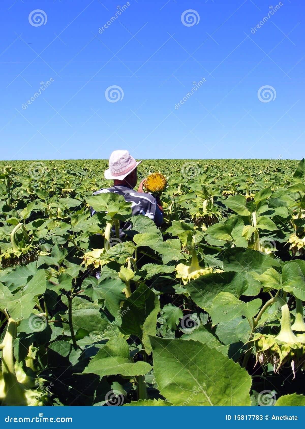 Man and Field of Sunflowers Stock Image - Image of countryside, botany ...