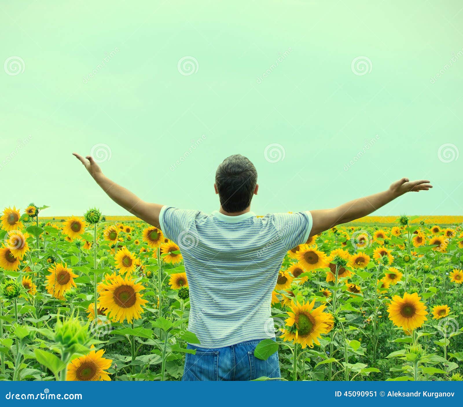 Man in the Field of Sunflowers Stock Image - Image of looking, flower ...