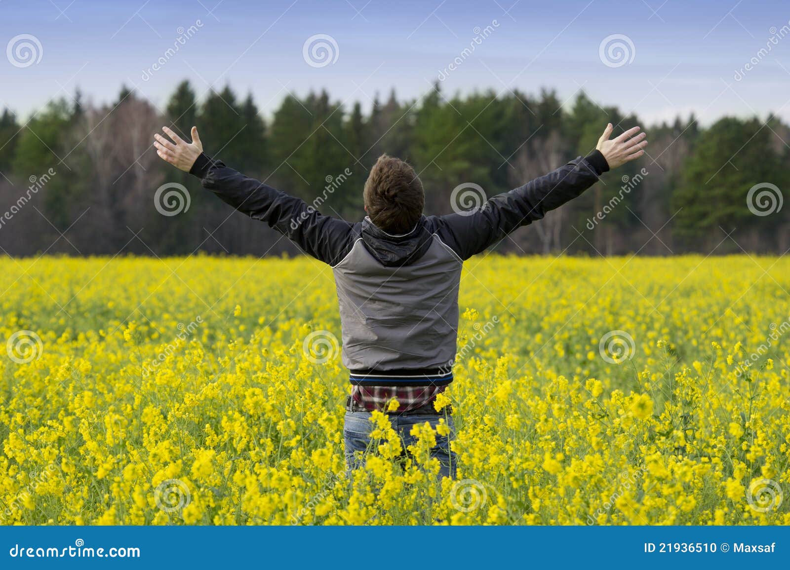 Man in the Field with Yellow Flowers Stock Photo - Image of horizon ...
