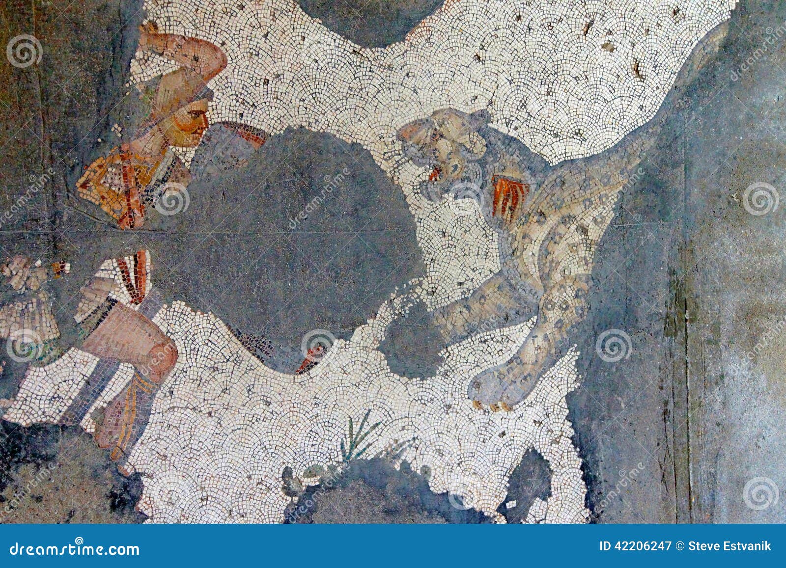 Man fighting a leopard, stock image. Image of listello - 42206247