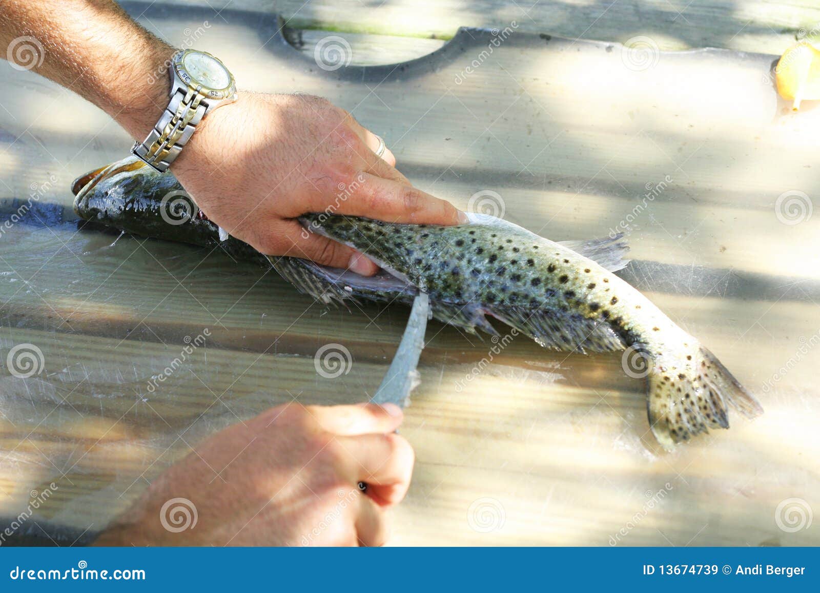 Man filleting a fish stock image. Image of scaling, head - 13674739